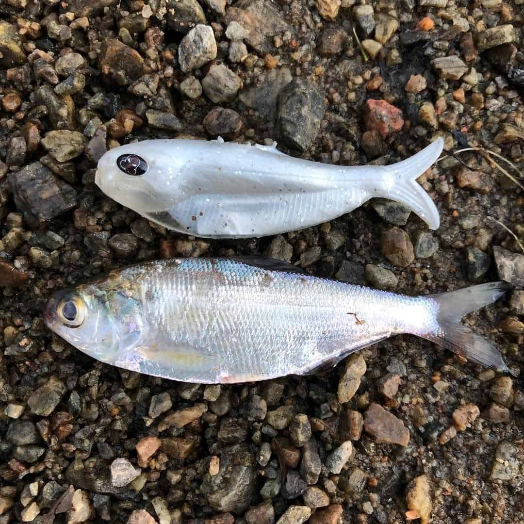 Match The Hatch Bass Fishing 4 Tips Offering Something Different