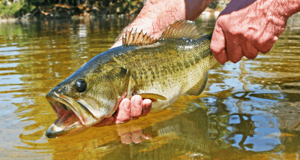 7 Essential Spring Bass Fishing Tips - Slamming Bass