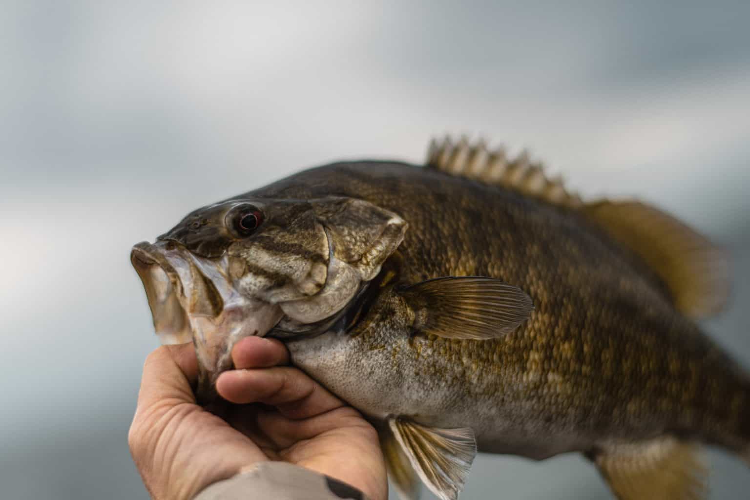 5 Critical Winter Smallmouth Fishing Tips - Slamming Bass
