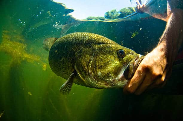 How To Fish For Fall Bass: Everything You Need To Know