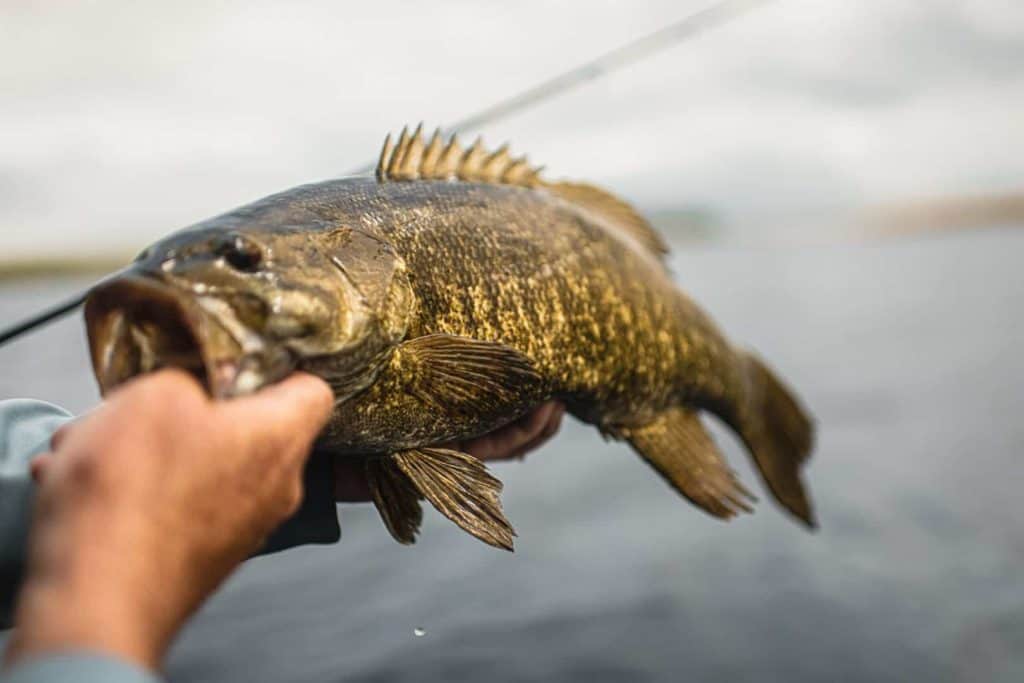Types Of Bass In North America: A Comprehensive Guide