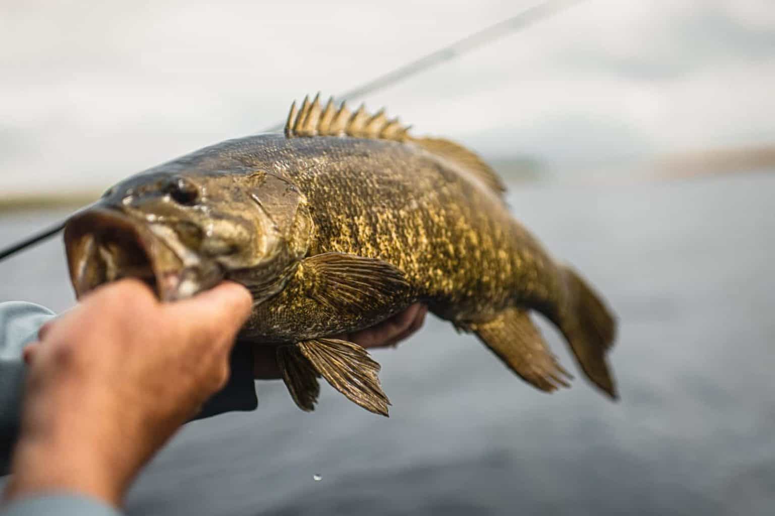 Types Of Bass In North America: A Comprehensive Guide