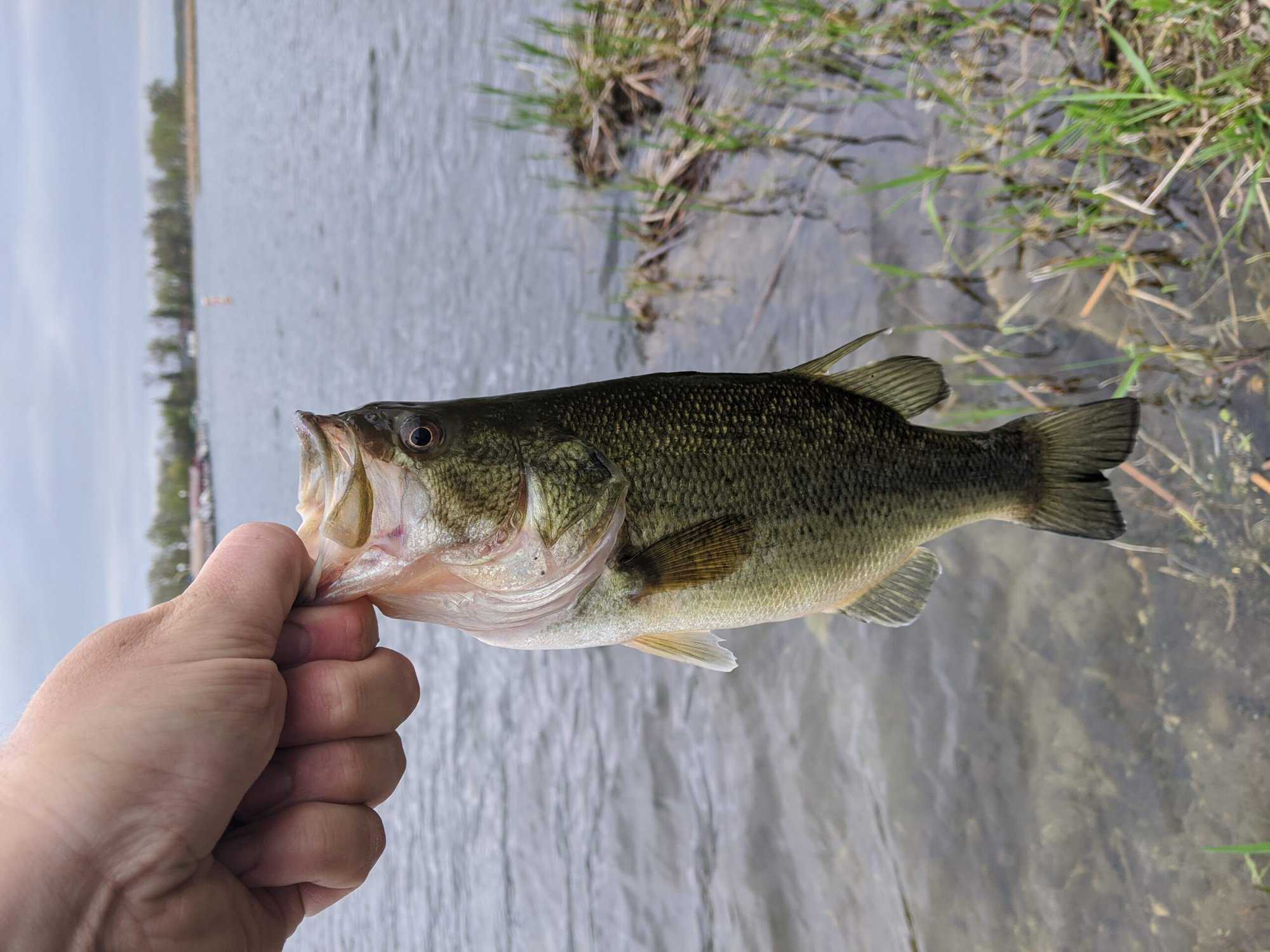 Fall Transition Bass Fishing: Understanding Bass Movements