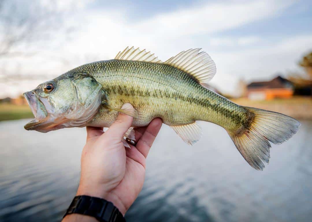 The Best Bass Fishing Lakes In South Dakota