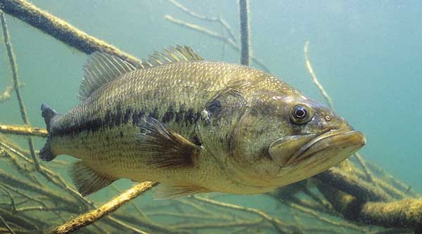 Spotted Bass: A Unique Member Of The Bass Family