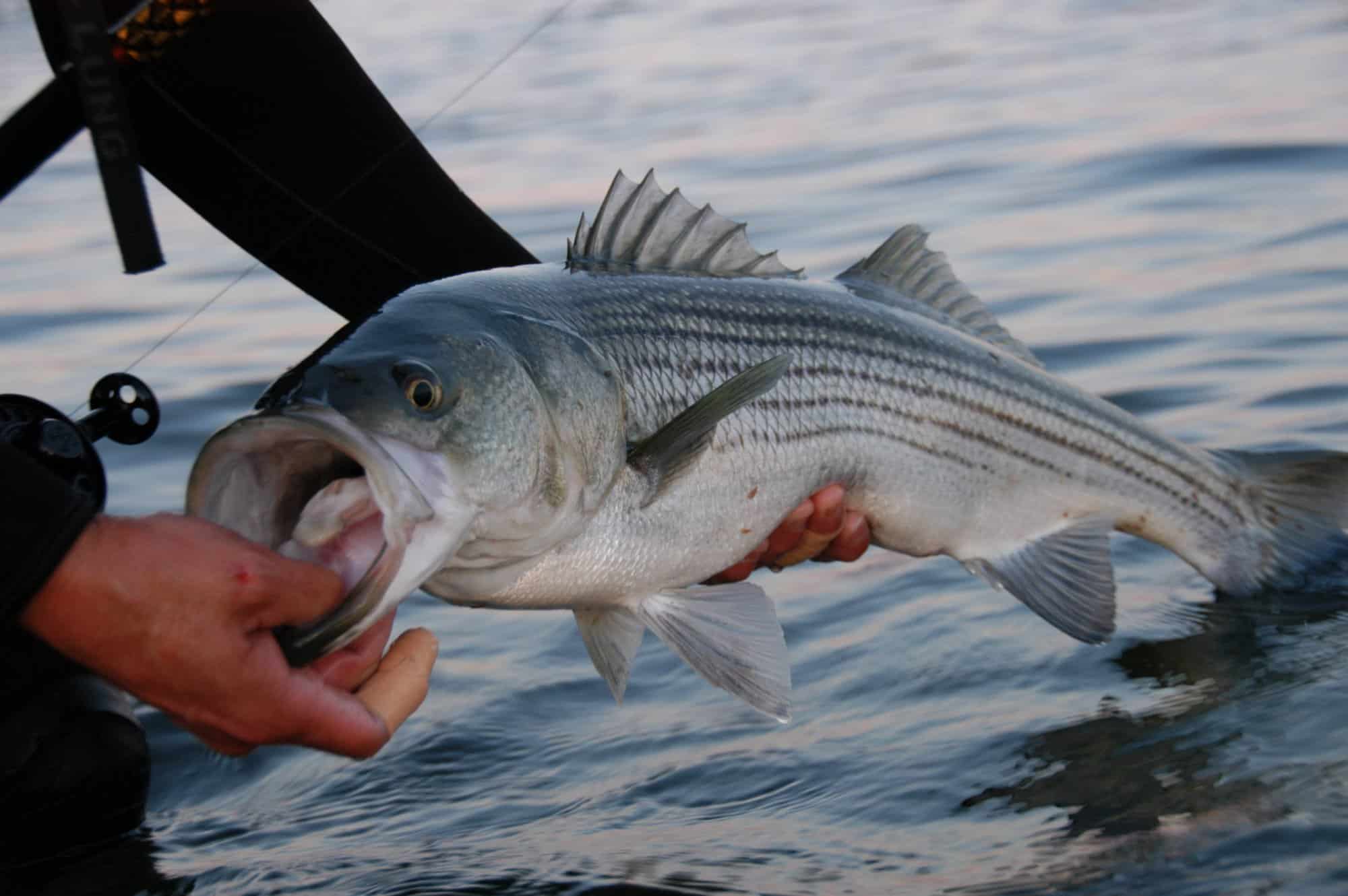 Striped Bass Overview: Unique Features And Habitats