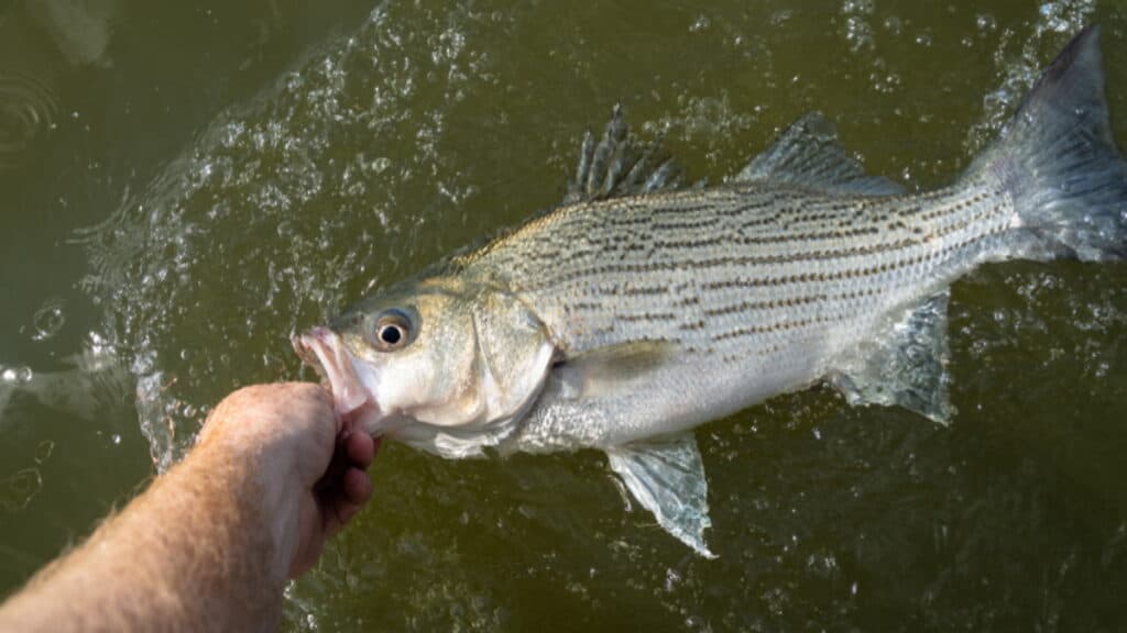 White Bass: An In-depth Species Overview - Slamming Bass