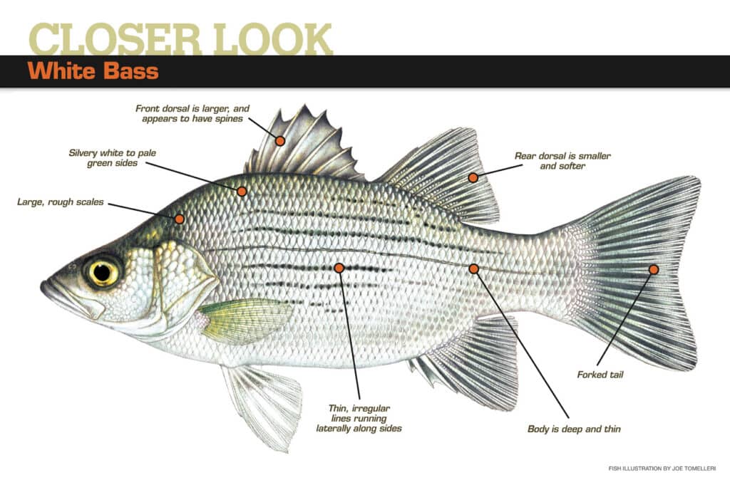 White Bass: An In-depth Species Overview - Slamming Bass