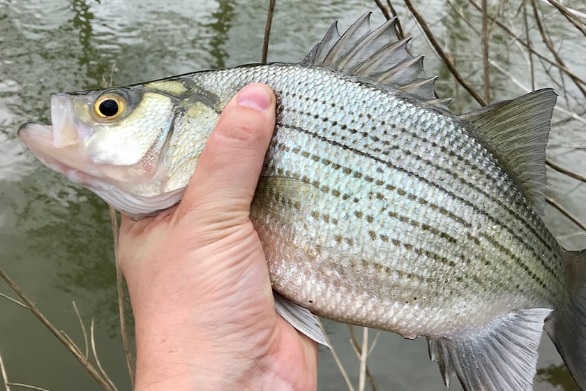 White Bass: An In-depth Species Overview - Slamming Bass