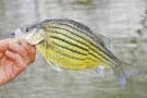 Essential Guide To Yellow Bass: Unique Traits & Habitats