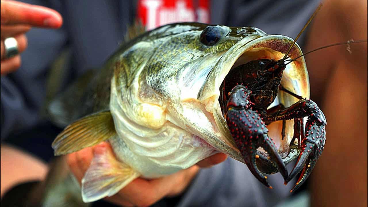 What Do Bass Eat Understanding The Bass Diet