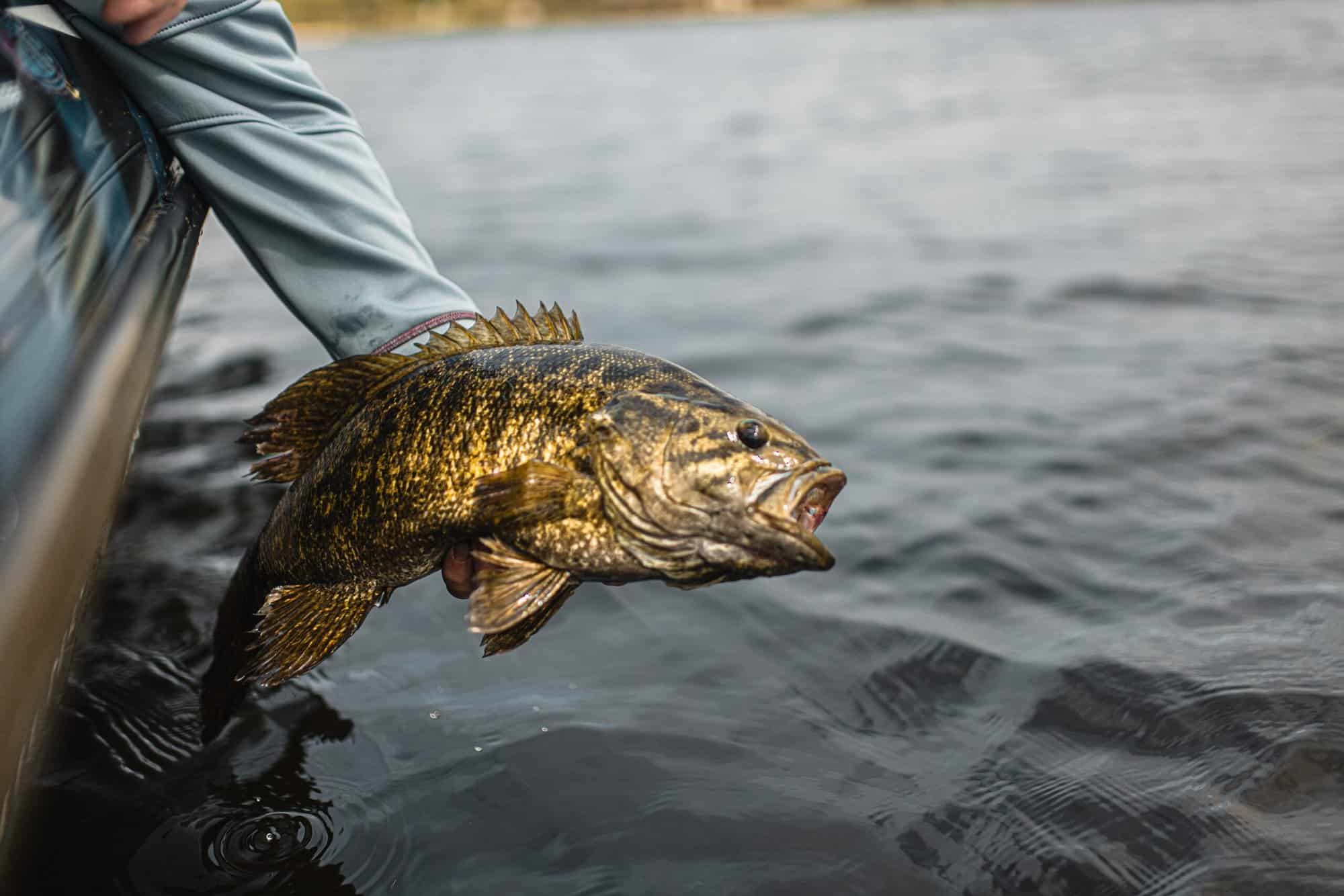 Best Smallmouth Bass Bait: A Complete Guide For Anglers