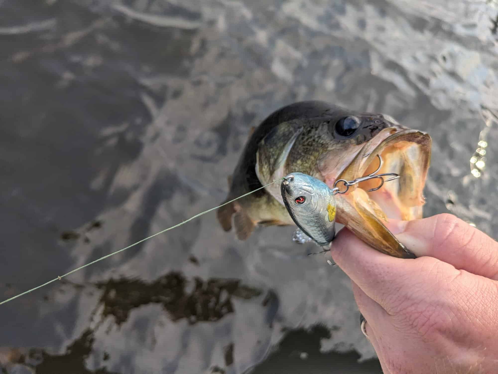 What Bait Is Good For Bass? Best Bass Lures For Every Season