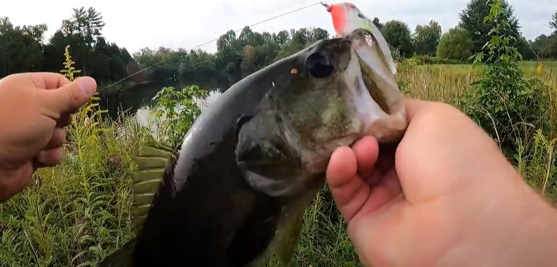 Bass Fishing Ponds Guide | Tips, Structure & Seasonal Tactics